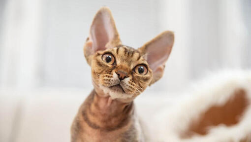 Devon Rex: Steckbrief, Charakter & weitere Tipps | Purina AT